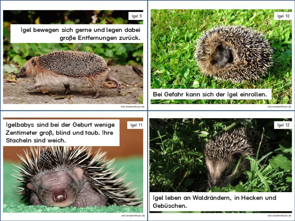 Igel Material als Lesekartei - wiki.wisseninklusiv