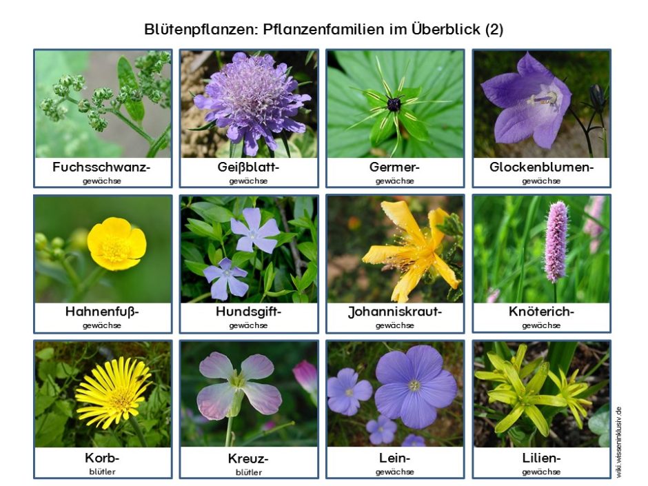 Pflanzenfamilien Blütenpflanzen zum Ausdrucken - wiki.wisseninklusiv