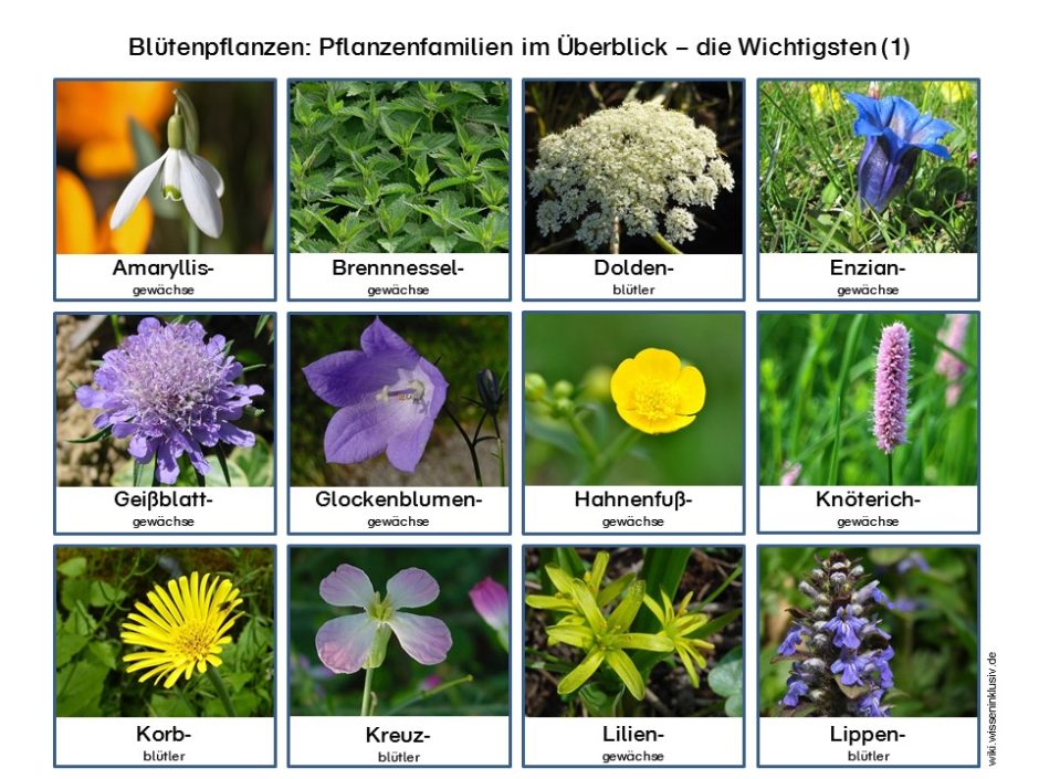 Pflanzenfamilien Blütenpflanzen zum Ausdrucken - wiki.wisseninklusiv